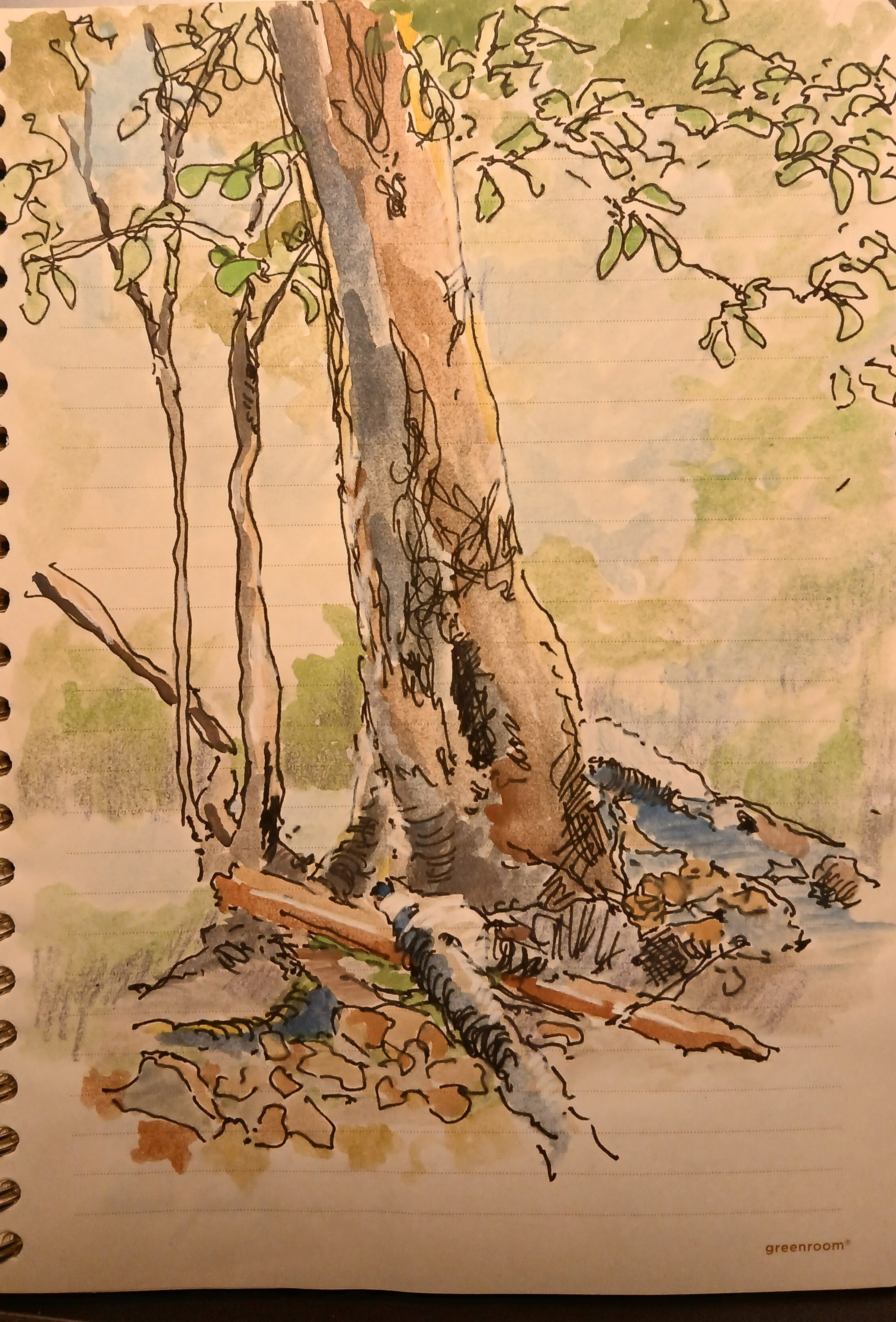 A Tree in the Creek – Barnabas